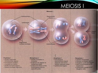 AP Cell Cycle-Mitosis and Meiosis presentation.ppt