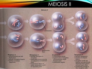 AP Cell Cycle-Mitosis and Meiosis presentation.ppt
