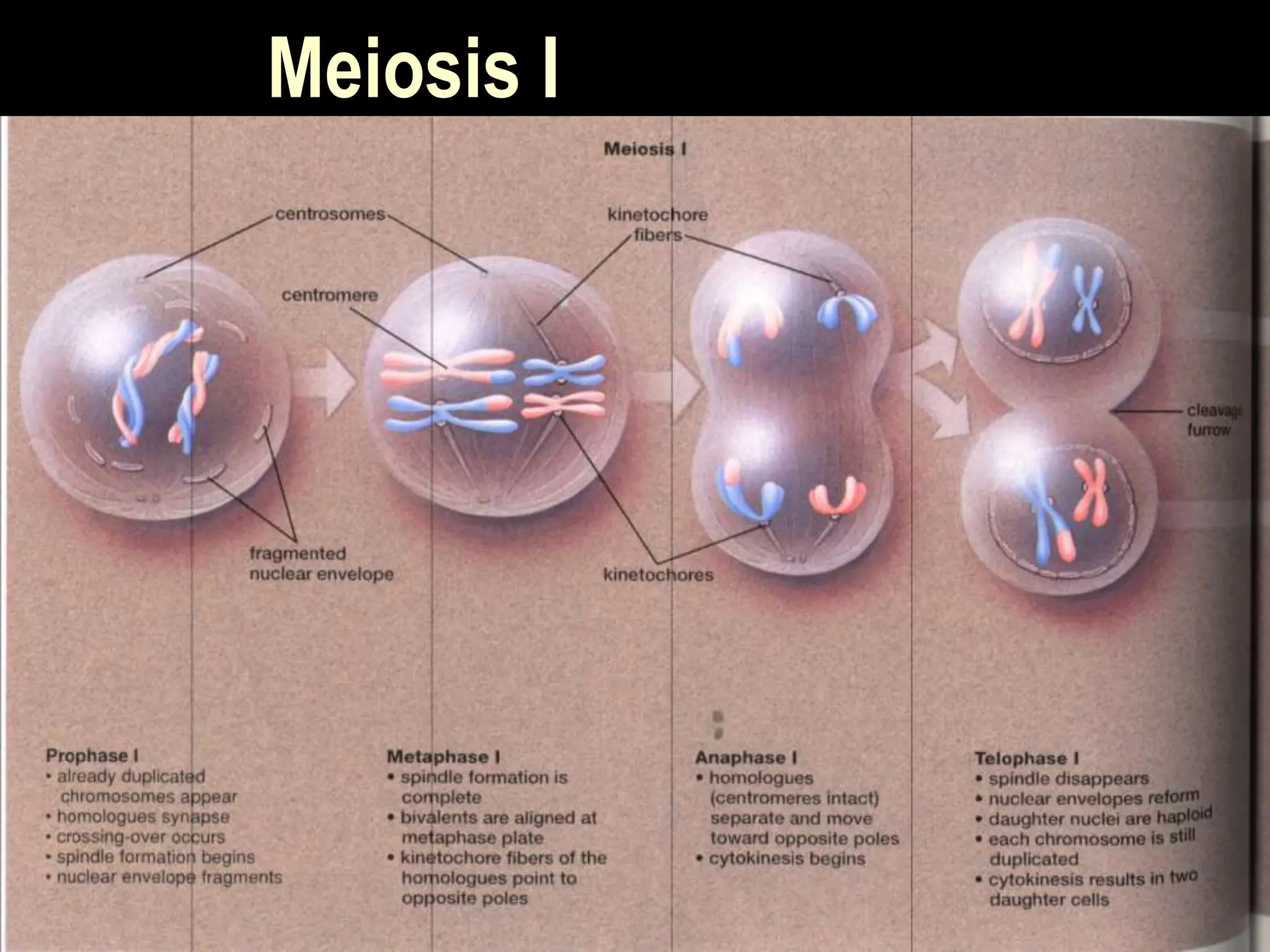 Cell Cycle-Mitosis and Meiosis (1).ppt