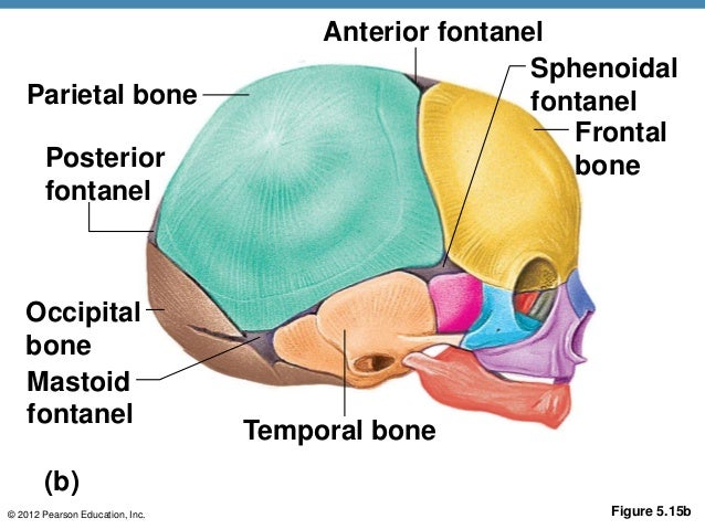 A & p ch 5 skeleton condensed