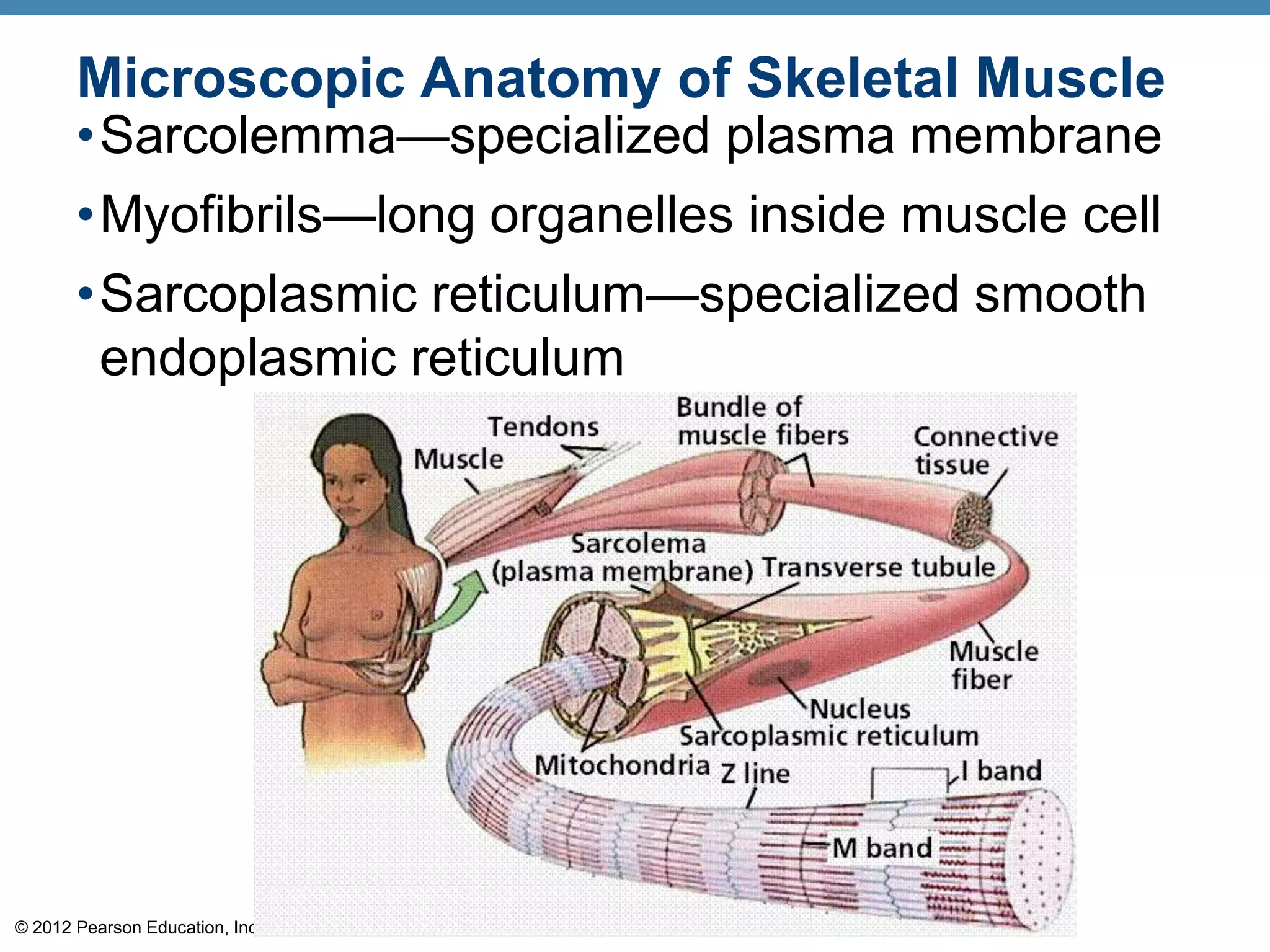 A & P Ch 6 Musclular System Student PPT | PPTX