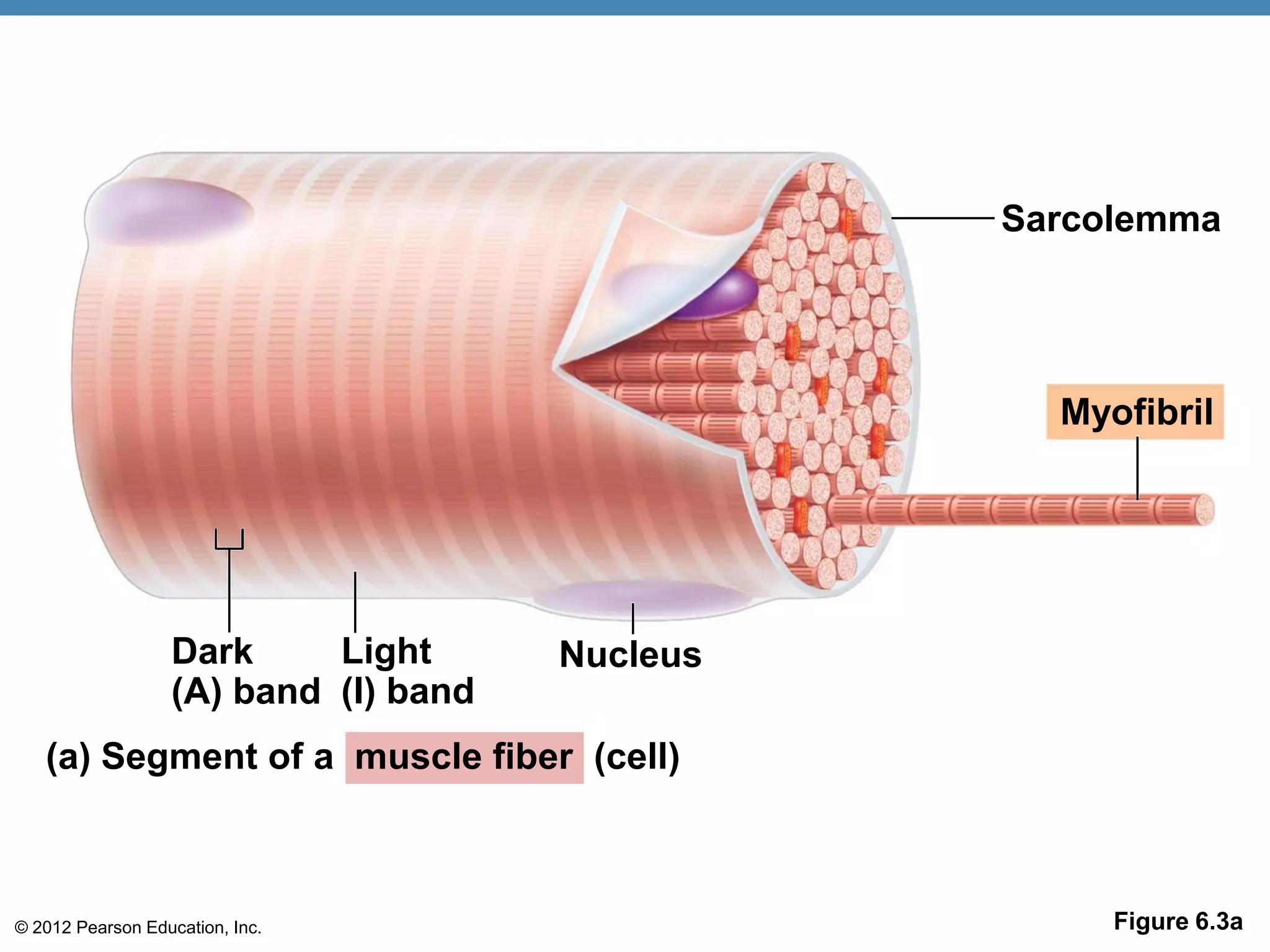 A & P Ch 6 Musclular System Student PPT | PPTX