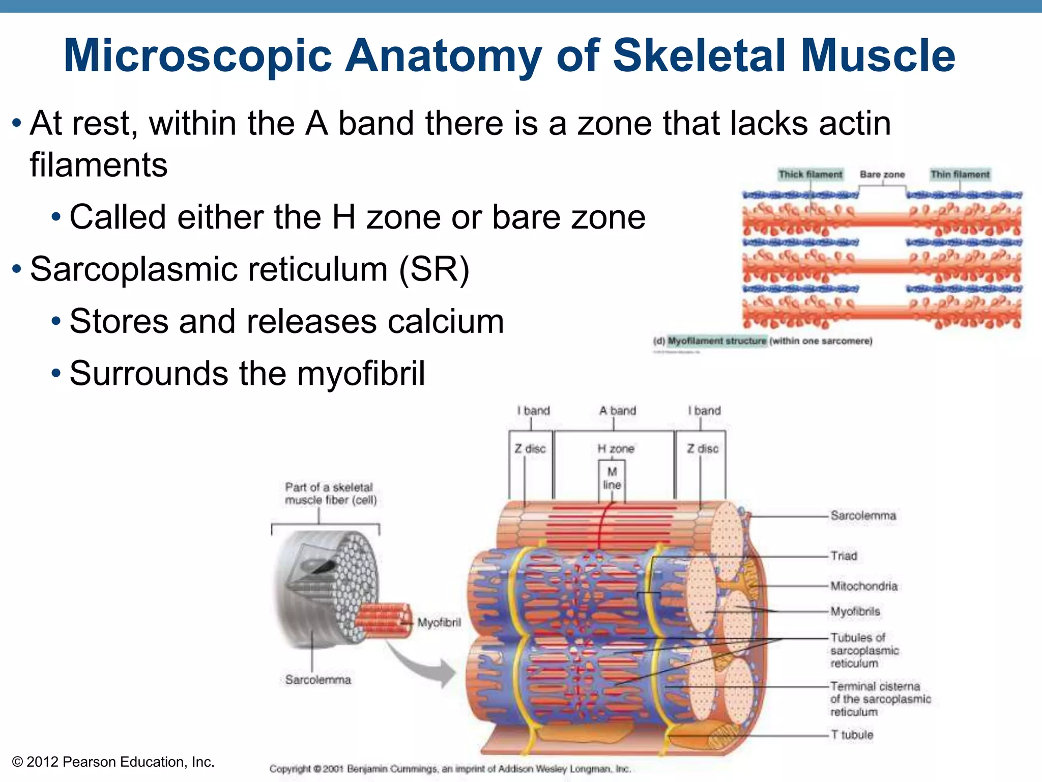 A & P Ch 6 Musclular System Student PPT | PPTX