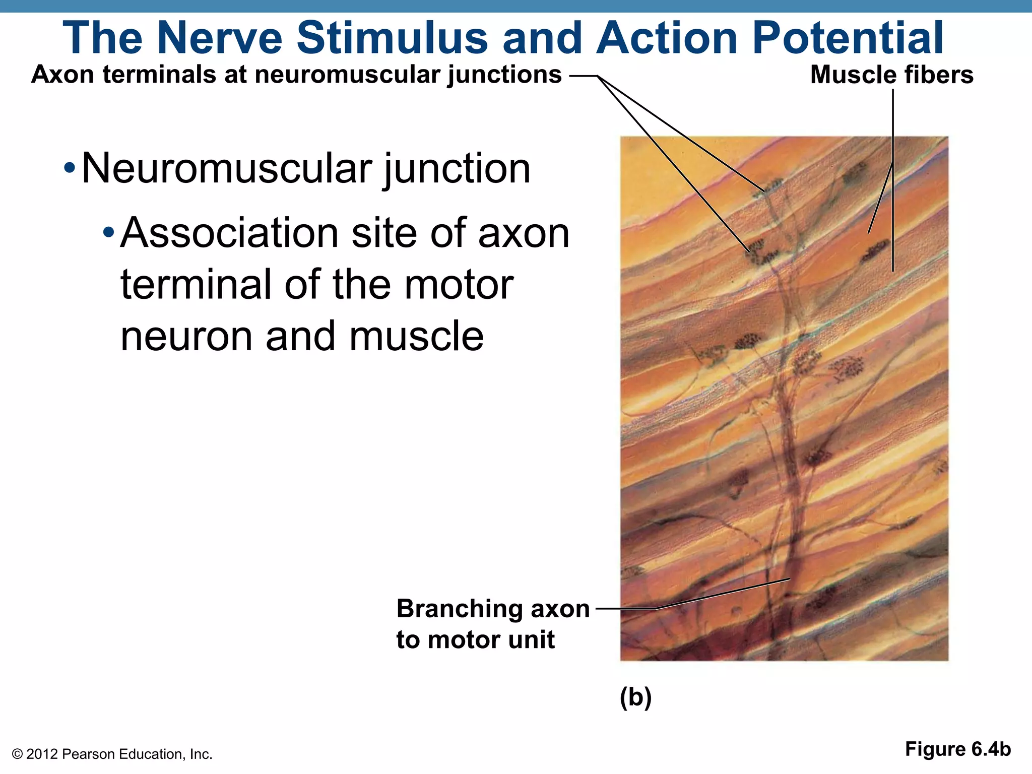 A & P Ch 6 Musclular System Student PPT | PPTX