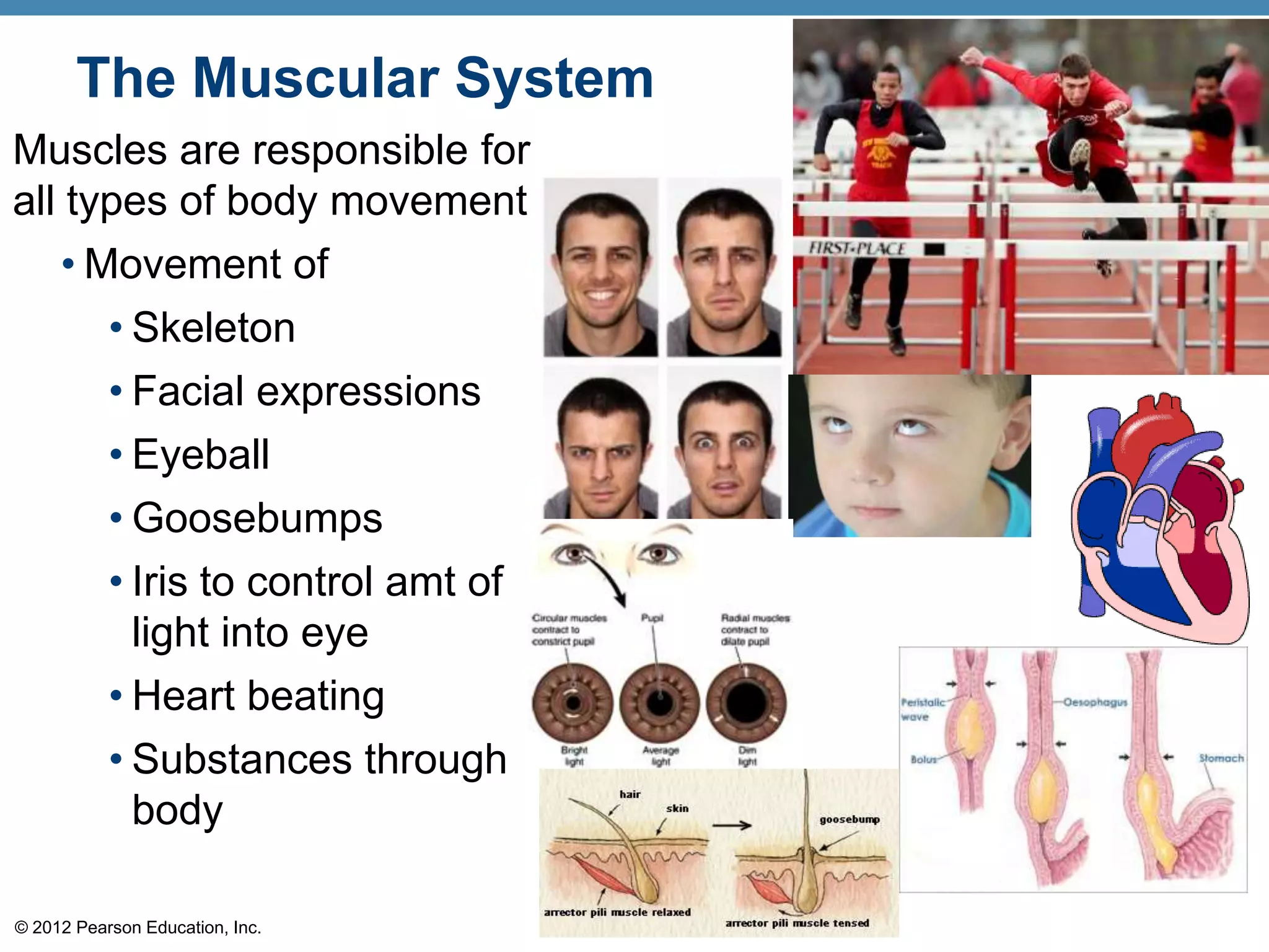 A & P Ch 6 Musclular System Student PPT | PPTX