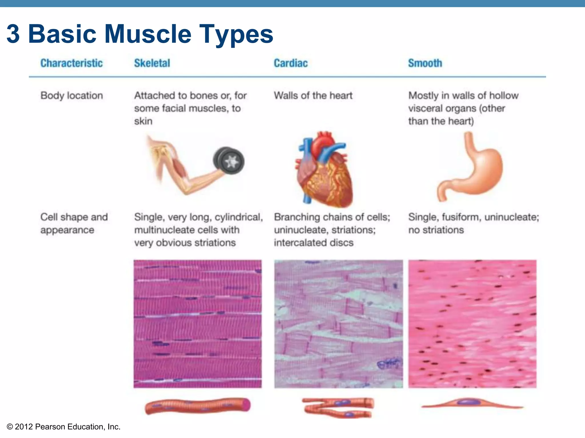 A & P Ch 6 Musclular System Student PPT | PPTX