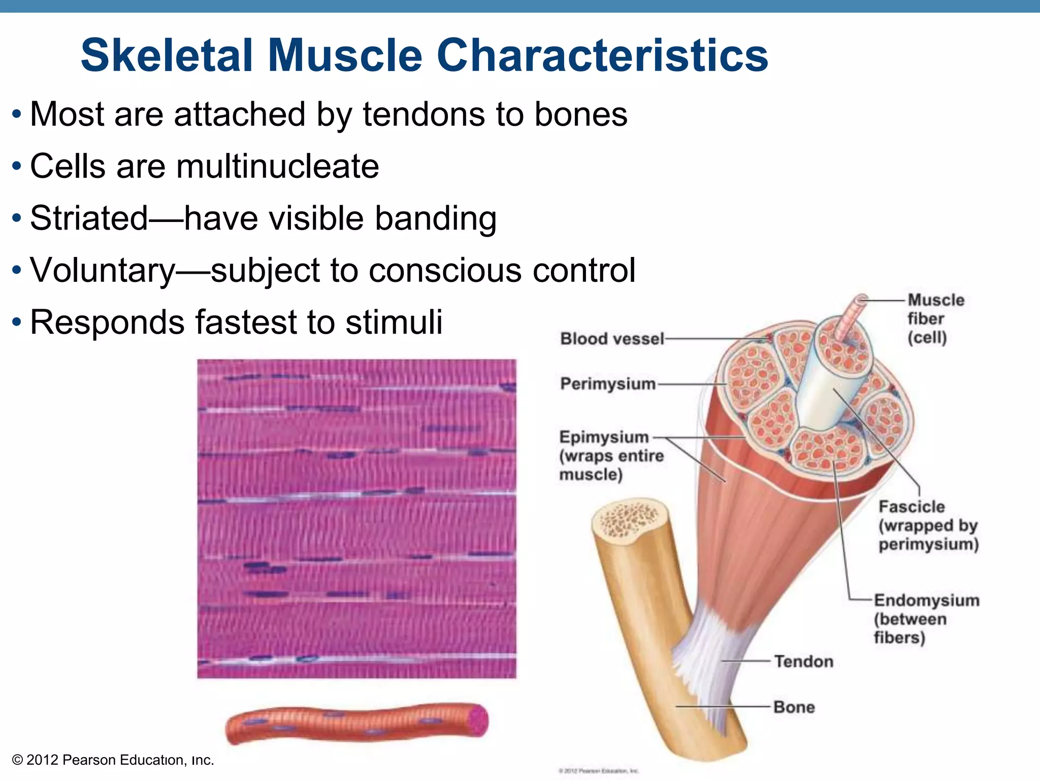 A & P Ch 6 Musclular System Student PPT | PPTX