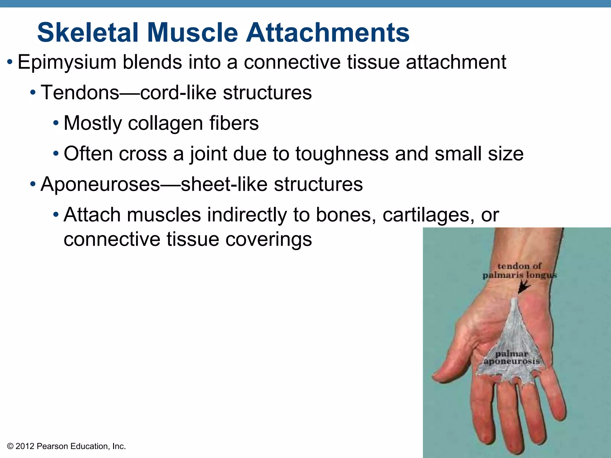 A & P Ch 6 Musclular System Student PPT | PPTX