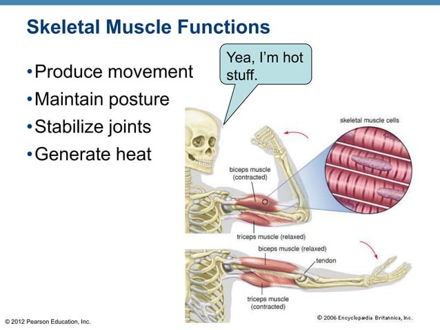 A & P Ch 6 Musclular System Student PPT | PPTX