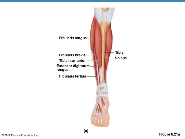 A & P Ch 6 Musclular System Student PPT