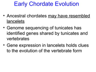 Ap Chap 34 The Vertebrates | PPT