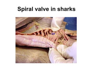 Ap Chap 34 The Vertebrates | PPT