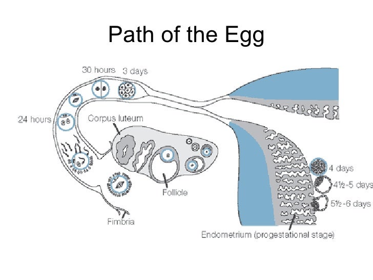 Ap chap 46 animal reproduction