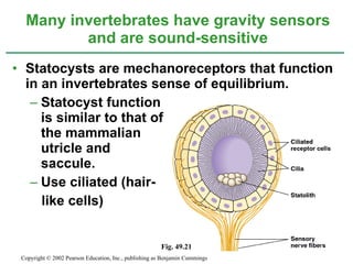Ap chap 50 sensory perception and motor action | PPT