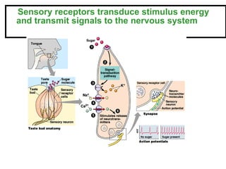 Ap chap 50 sensory perception and motor action | PPT