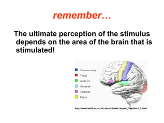 Ap chap 50 sensory perception and motor action | PPT