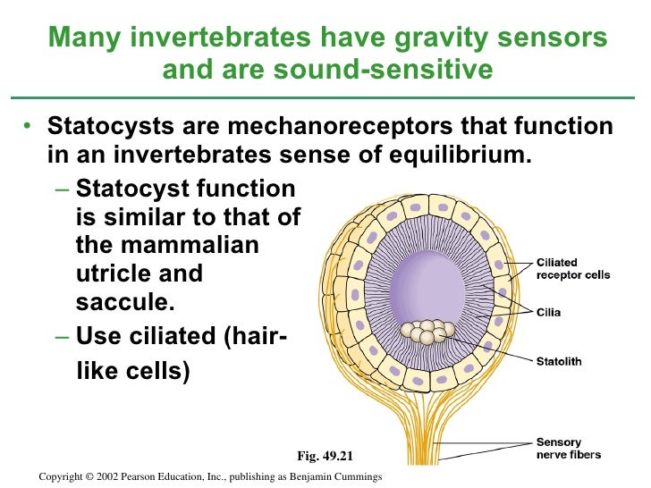Ap chap 50 sensory perception and motor action