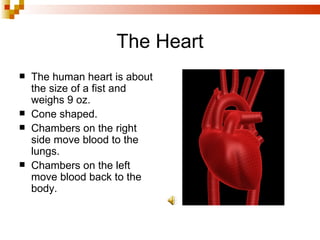 A&P Chapter 25 The Circulatory System | PPT