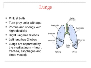 A&P Chapter 27 The Respiratory System | PPT