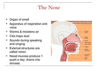 A&P Chapter 27 The Respiratory System | PPT