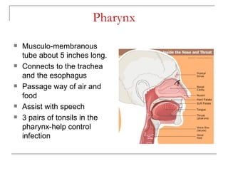 A&P Chapter 27 The Respiratory System | PPT