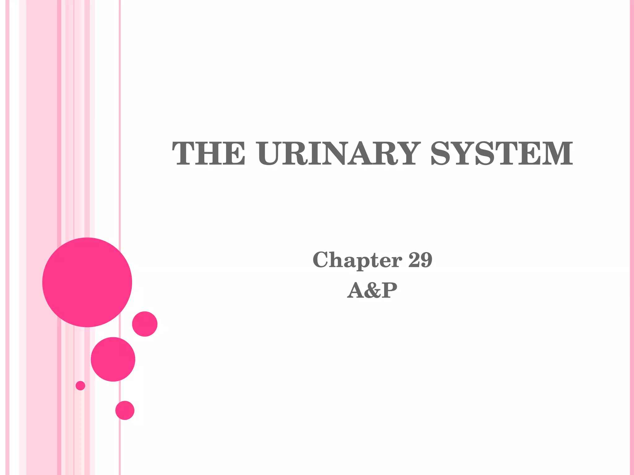 A&P Chapter 30 The Urinary System | PPT