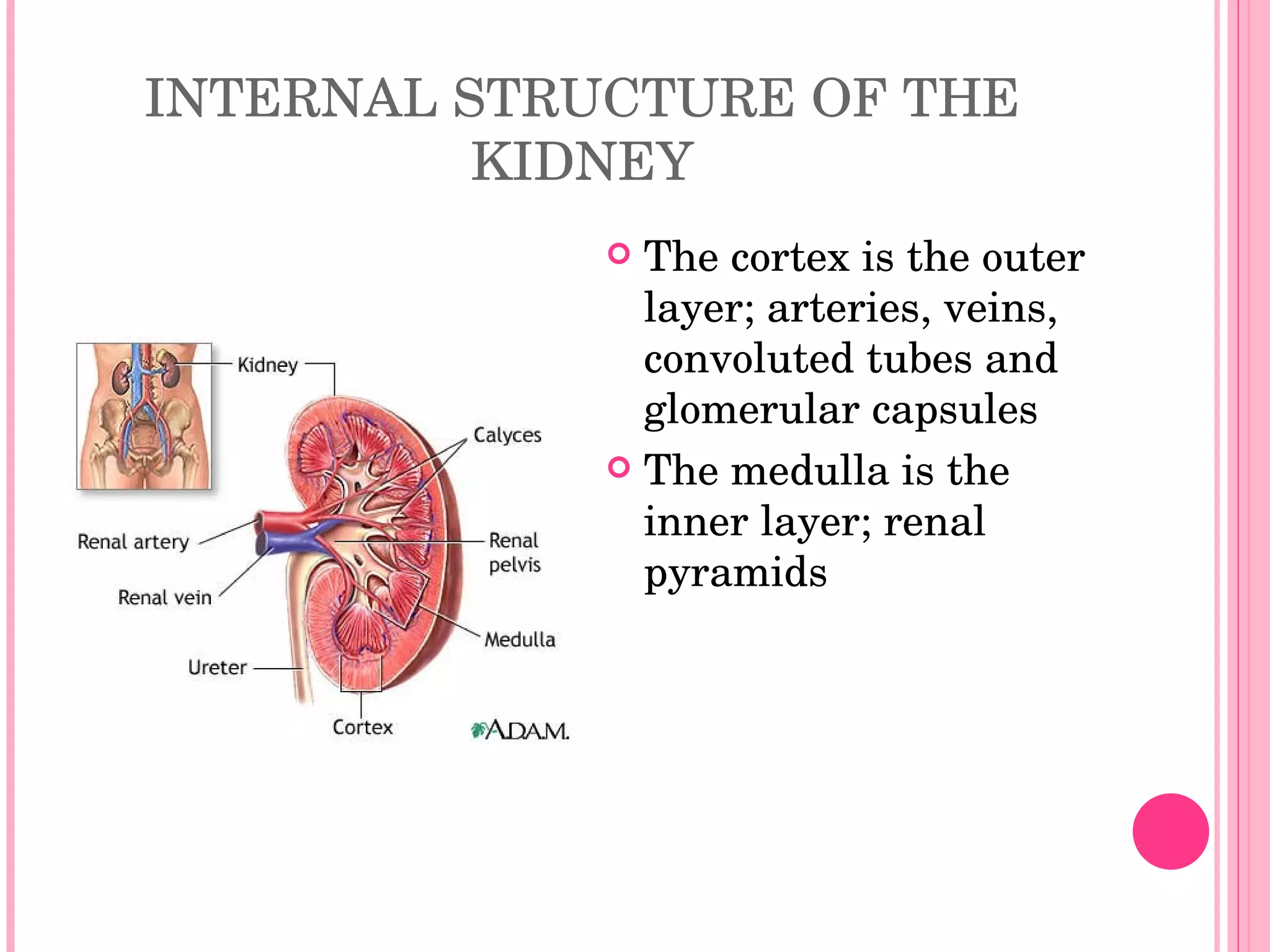 A&P Chapter 30 The Urinary System | PPT