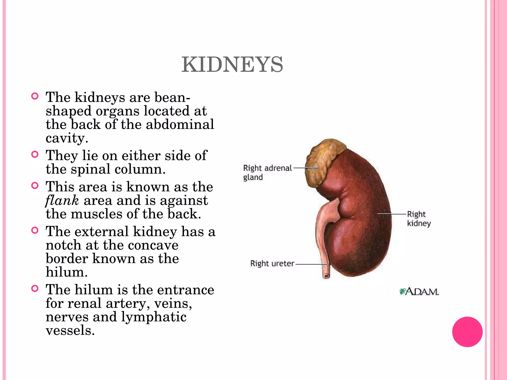 A&P Chapter 30 The Urinary System | PPT