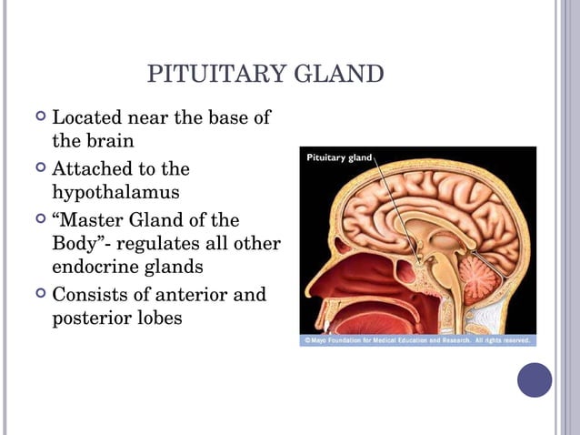A&P Chapter 31 Endocrine System | PPT | Hormonal Disorders | Endocrine ...