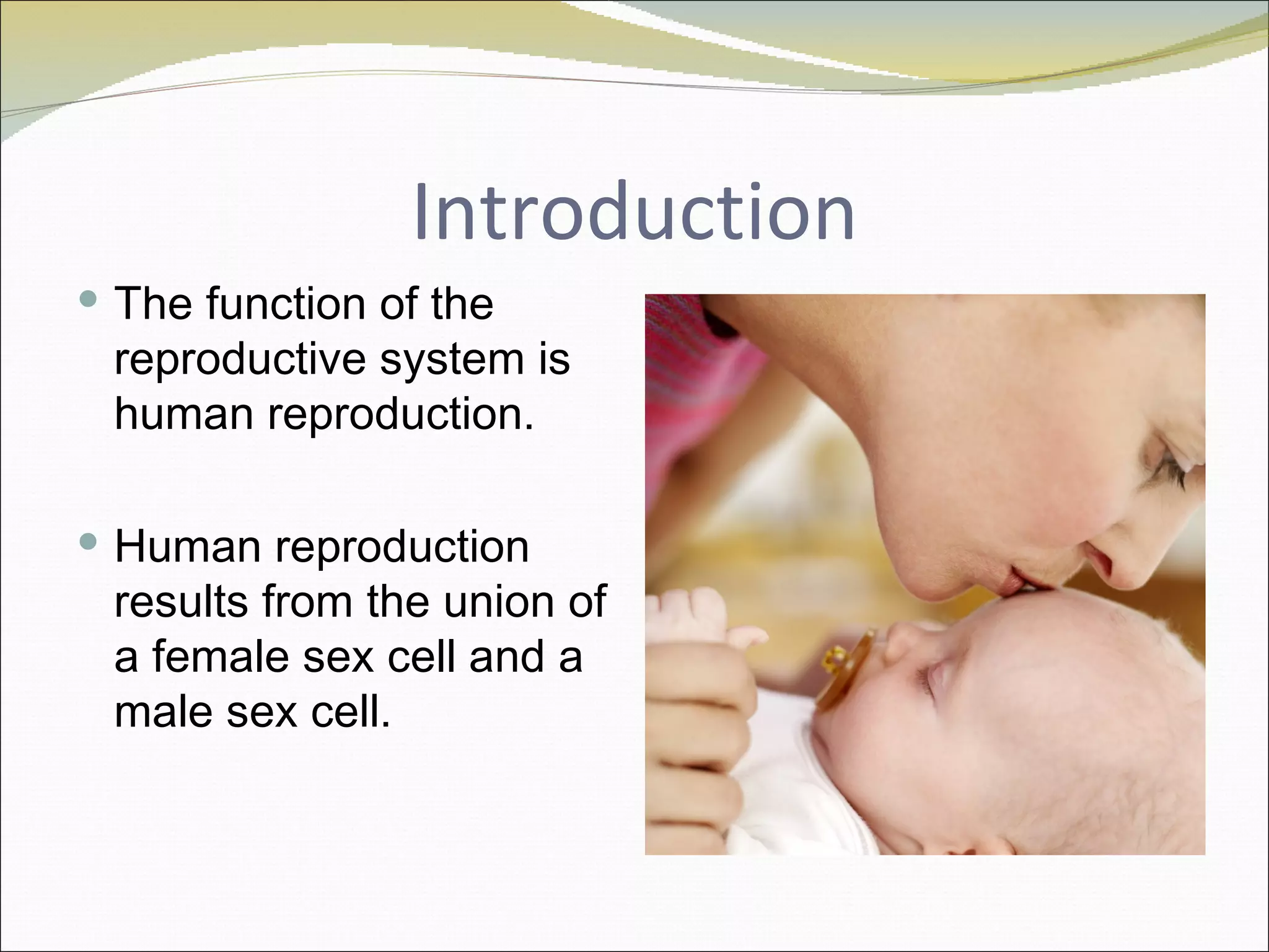 A&P Chapter 31 The Reproductive System | PPT