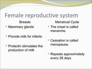 A&P Chapter 31 The Reproductive System | PPT