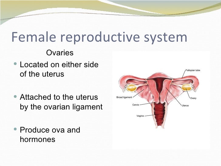 A&P Chapter 31 The Reproductive System