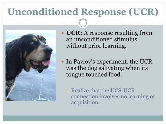 AP Chapter 6 Learning.ppt:Classical Conditioning, Operant Condition ...