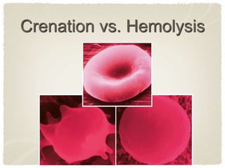 Crenation And Hemolysis