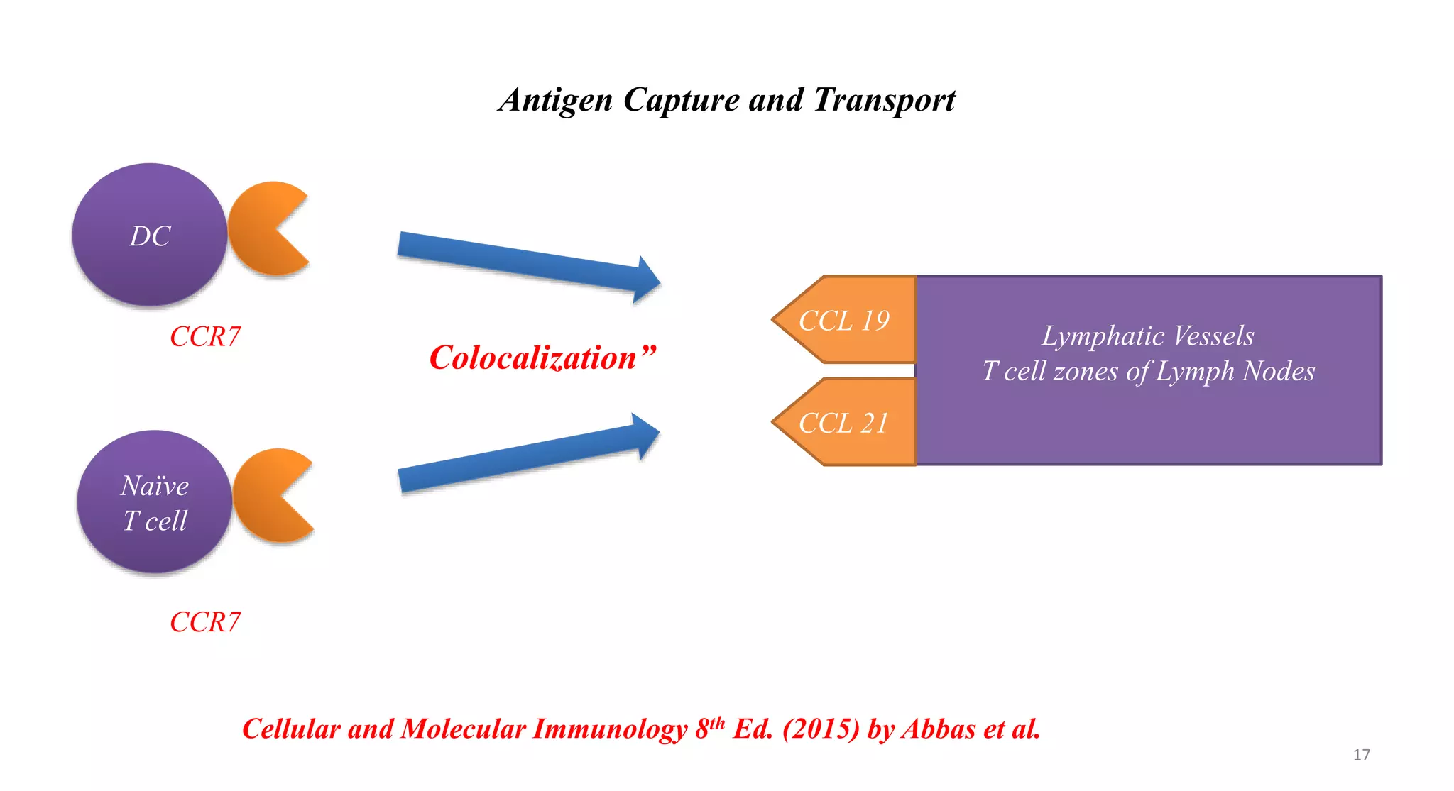 ANTIGEN PRESENTING CELL | PPTX