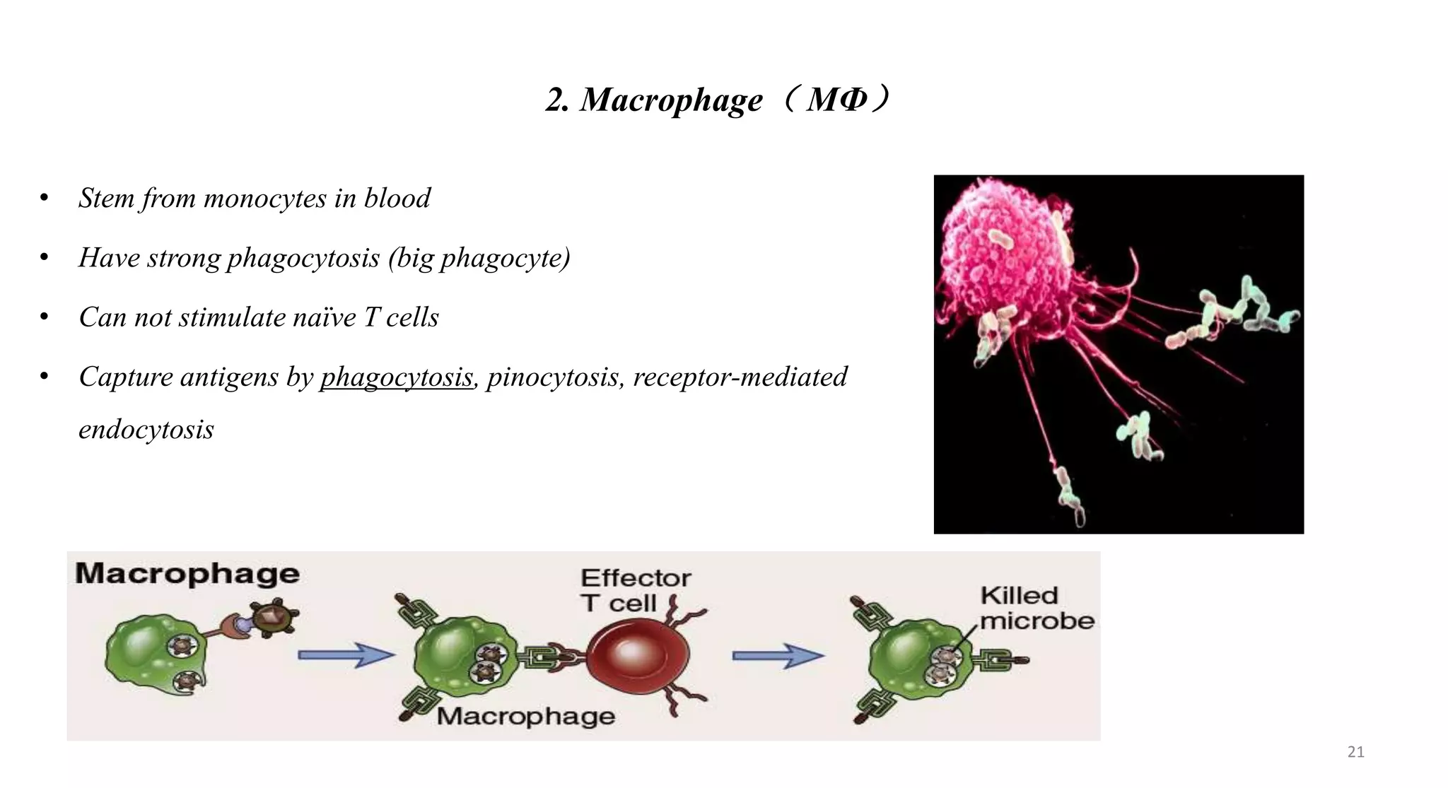 ANTIGEN PRESENTING CELL | PPTX