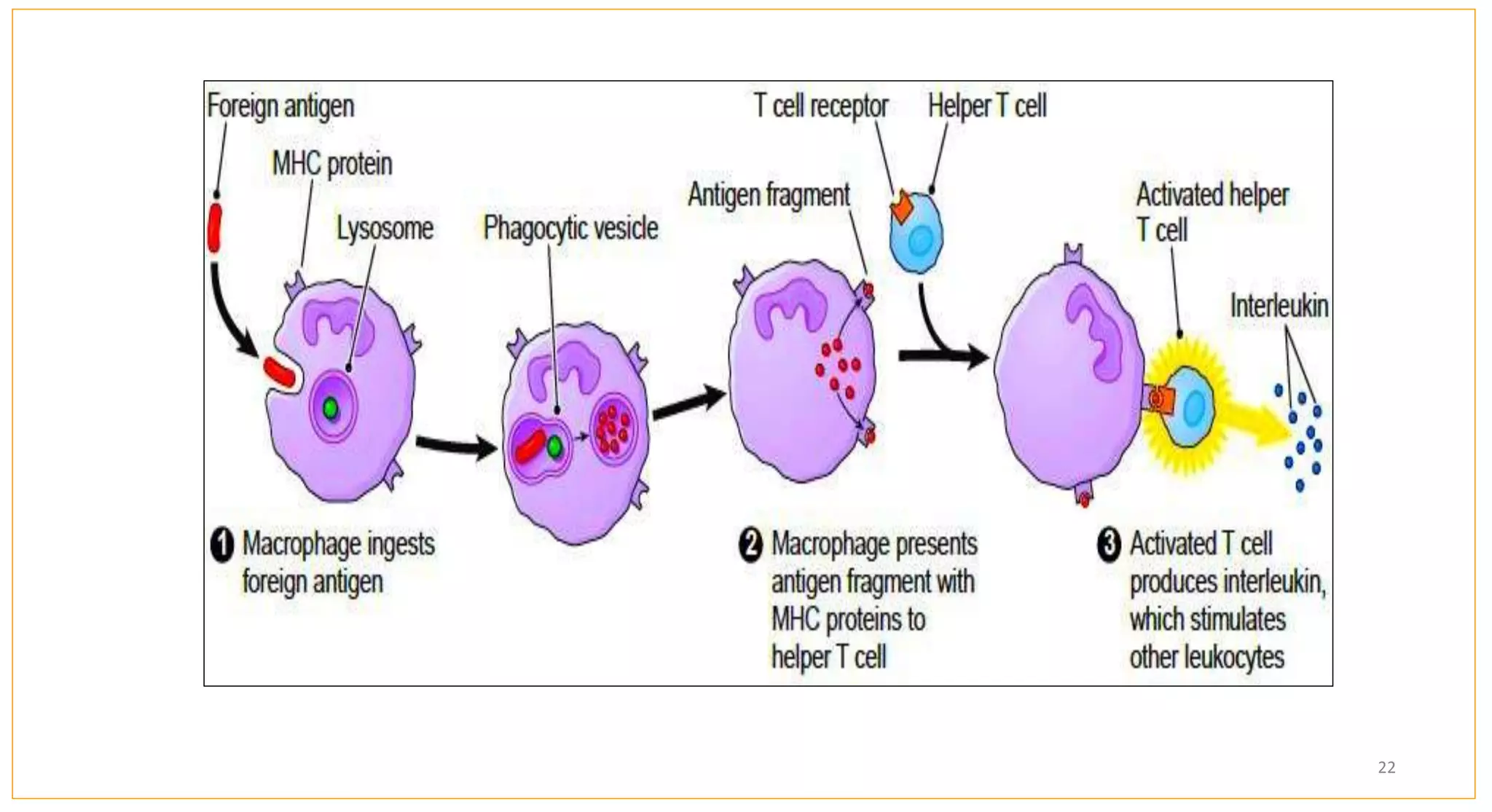 ANTIGEN PRESENTING CELL | PPTX | Genetics | Science