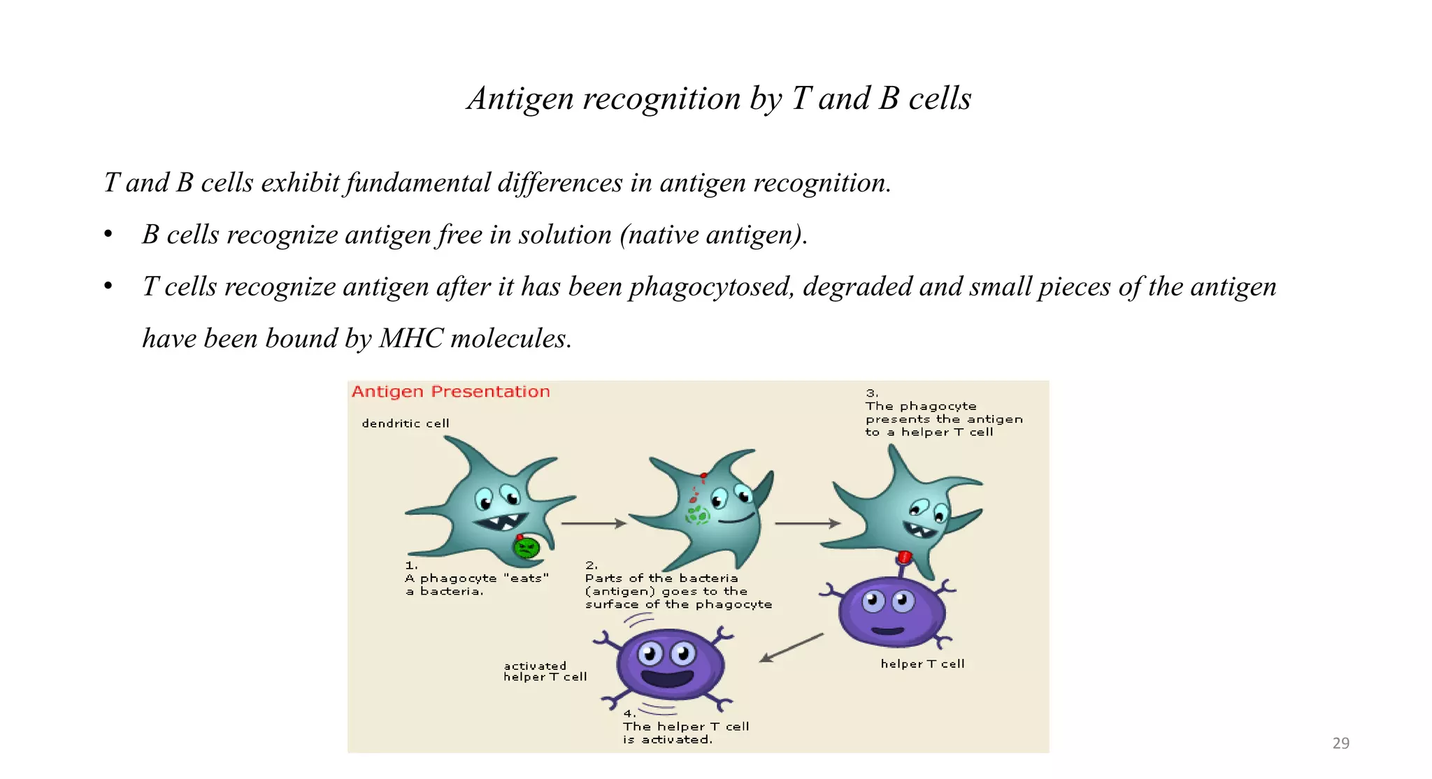 ANTIGEN PRESENTING CELL | PPTX | Genetics | Science