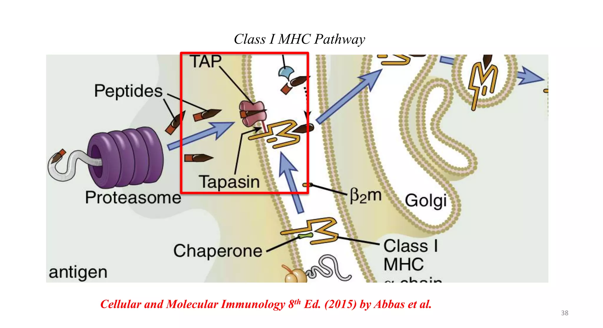 ANTIGEN PRESENTING CELL | PPTX