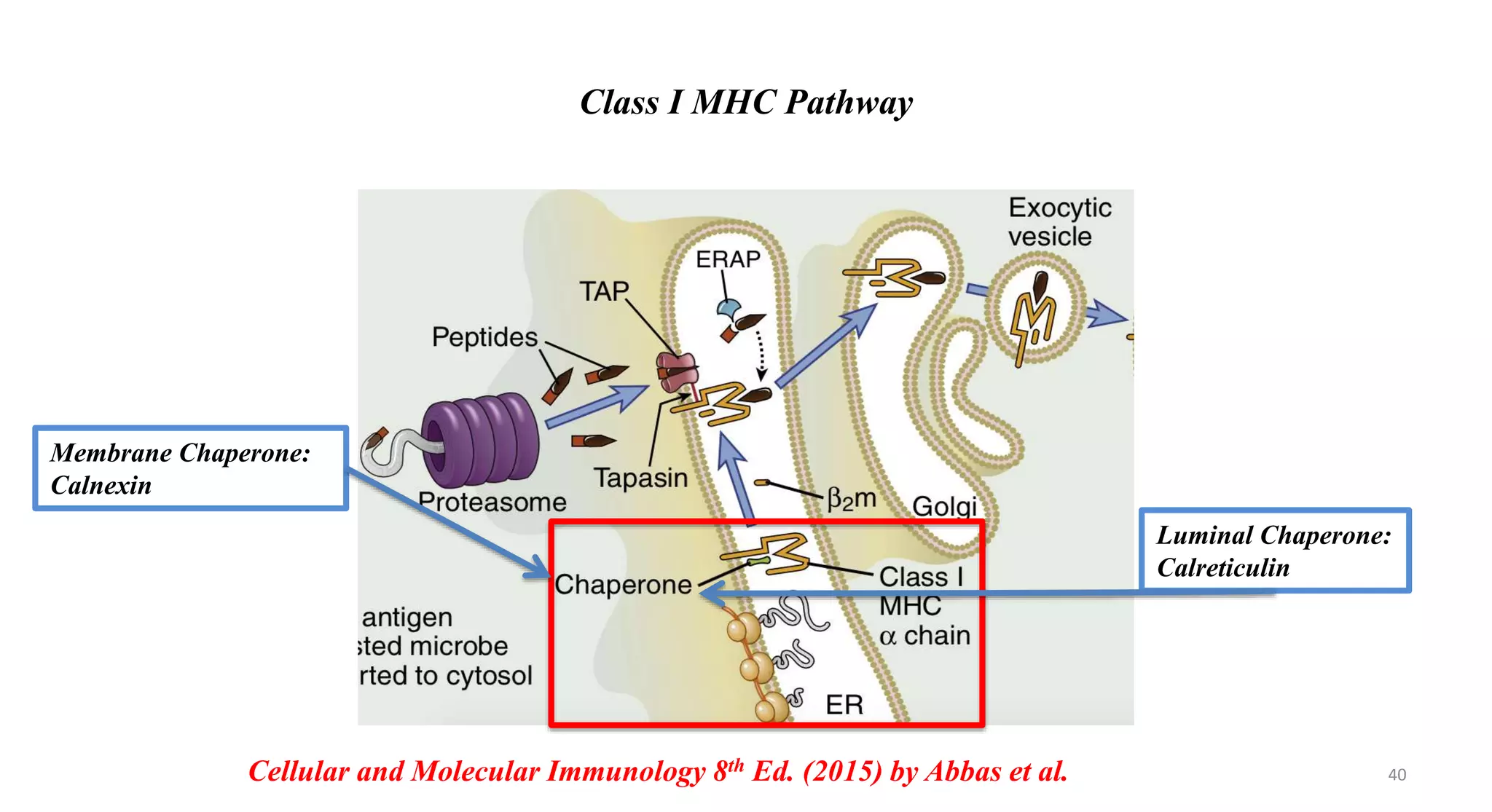 ANTIGEN PRESENTING CELL | PPTX