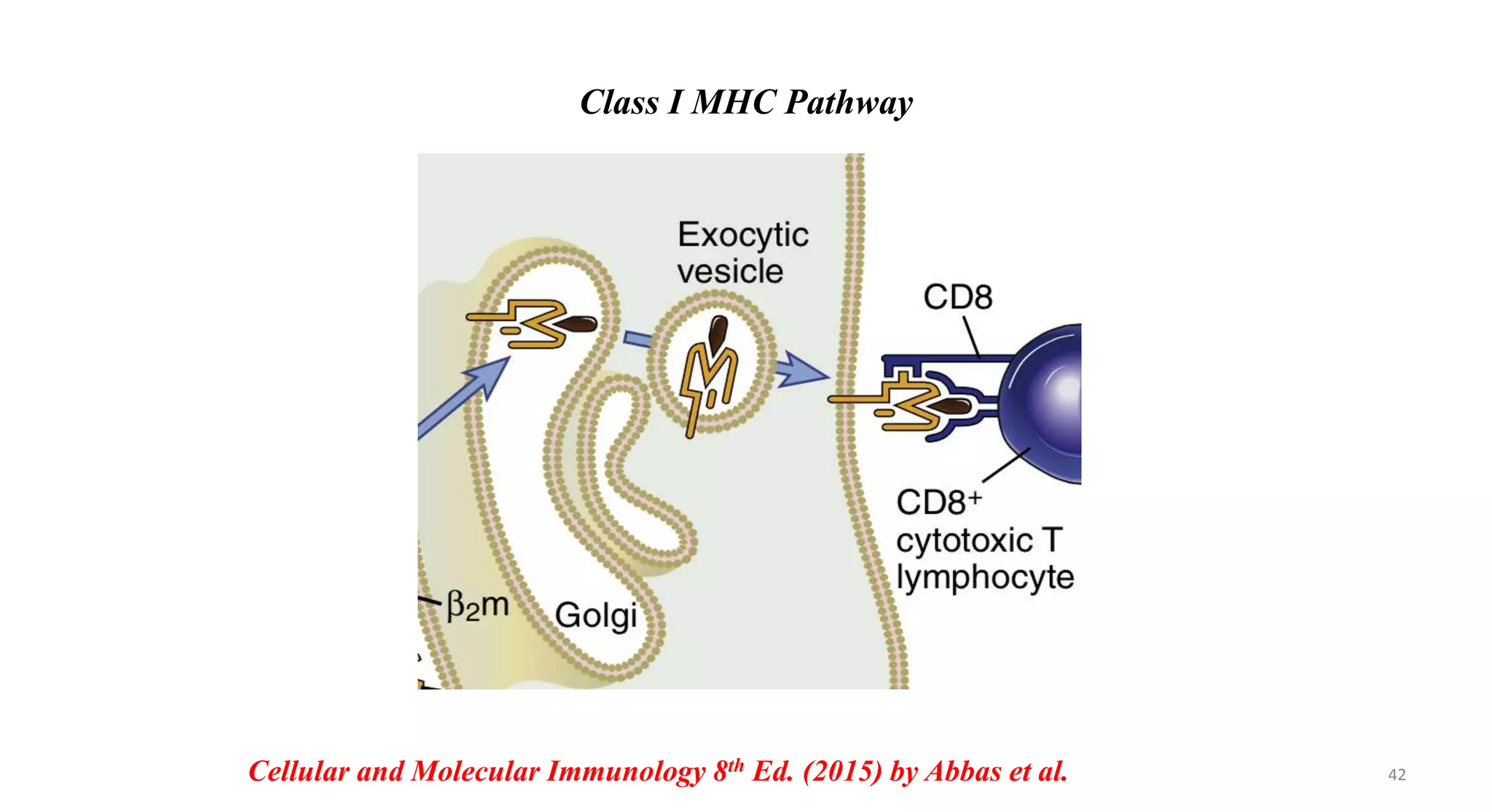 ANTIGEN PRESENTING CELL | PPTX