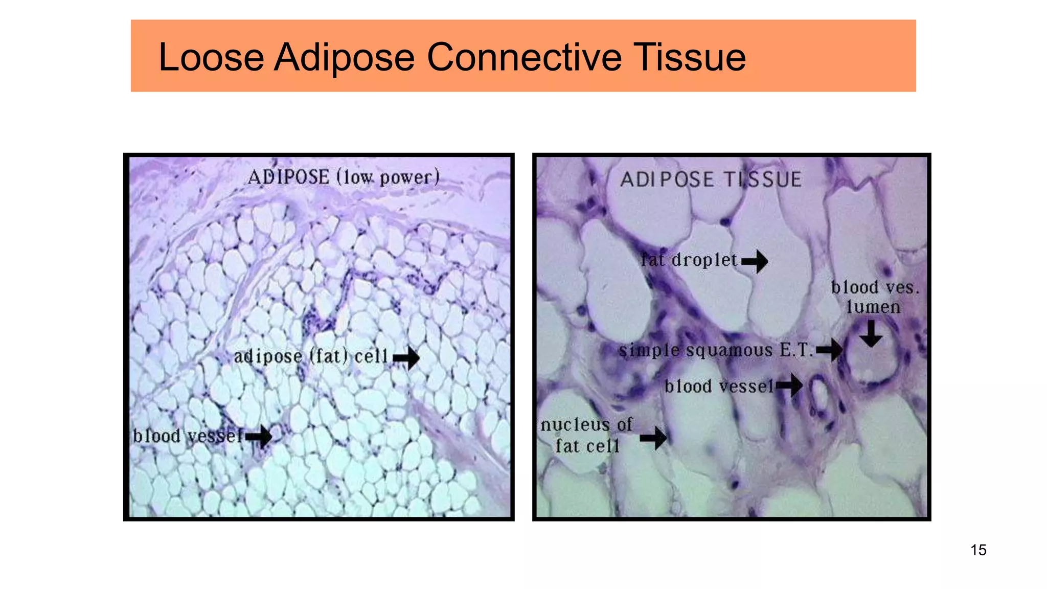 Connective Tissue PPT | PPTX