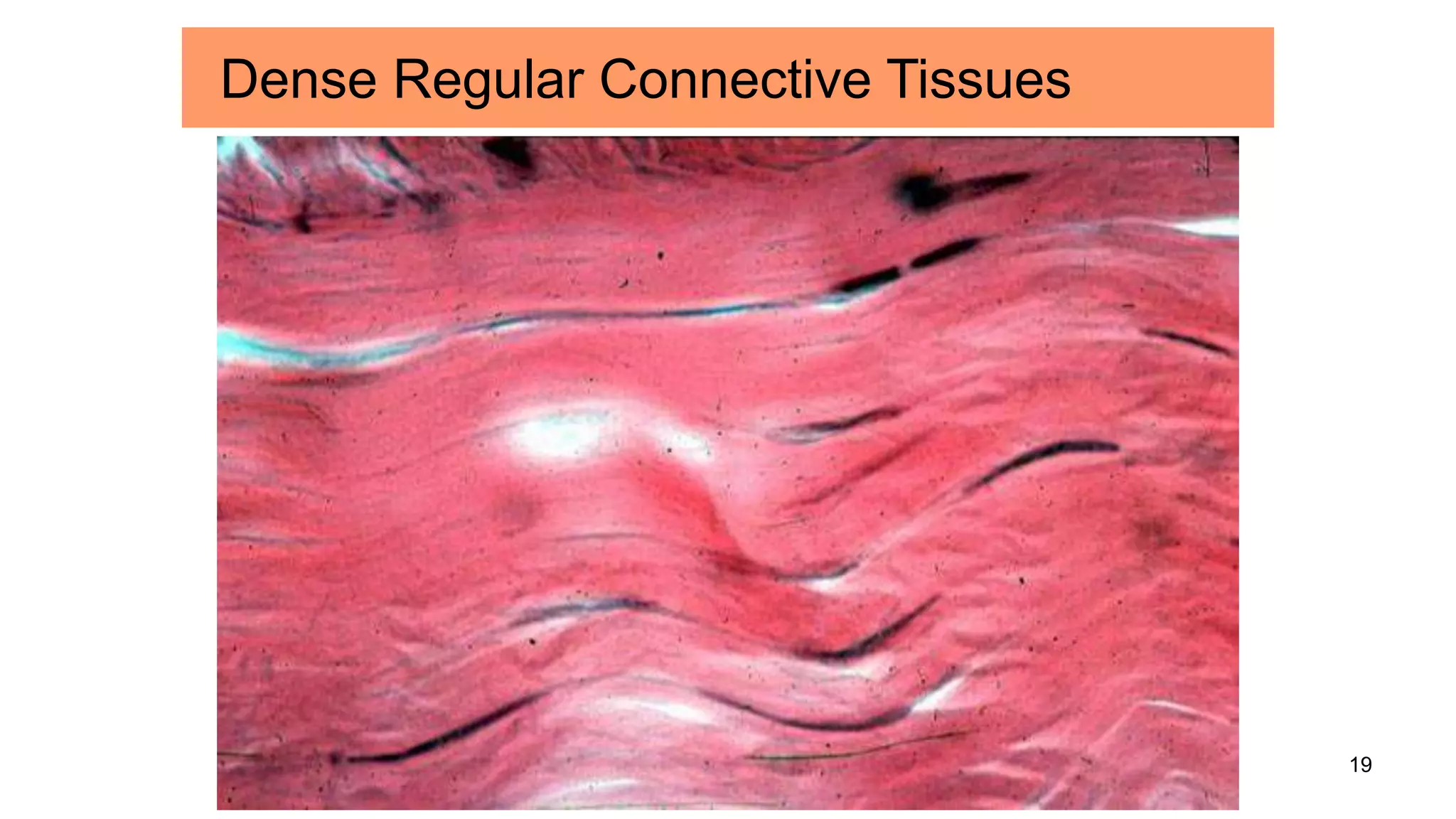 Connective Tissue PPT | PPTX