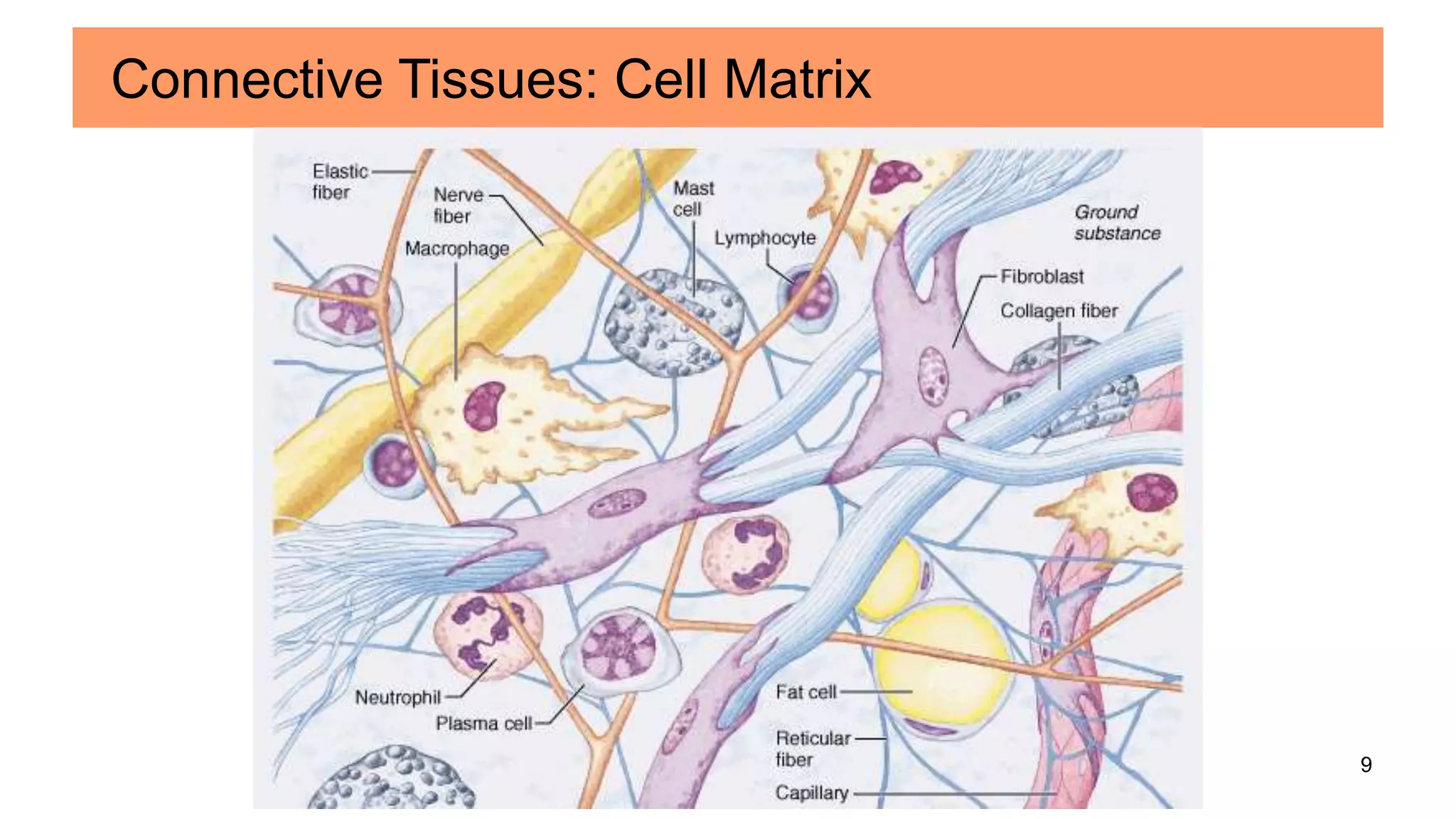 Connective Tissue PPT | PPTX
