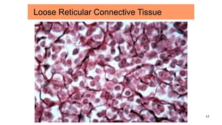 Connective Tissue PPT | PPTX