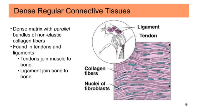 Connective Tissue PPT | PPTX