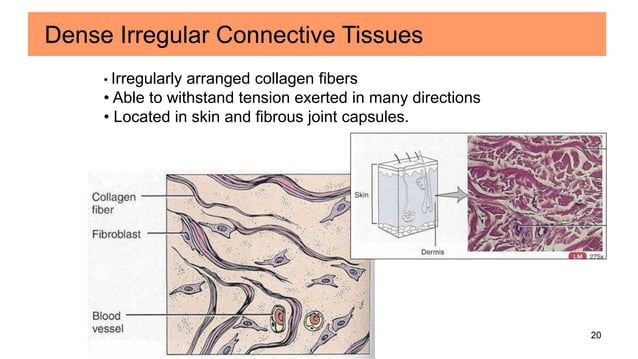 Connective Tissue PPT | PPTX