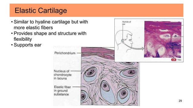 Connective Tissue PPT | PPTX