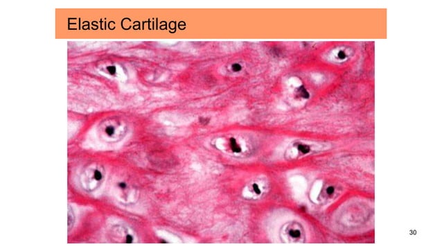 Connective Tissue PPT | PPTX