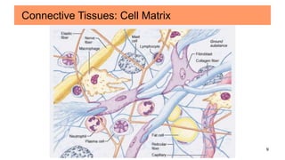 Connective Tissue PPT | PPTX